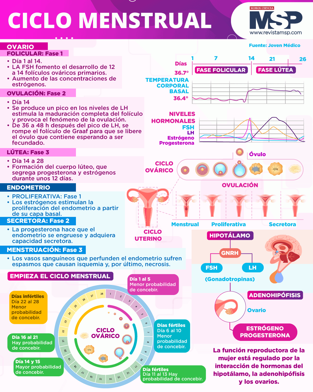 Ciclo menstrual
