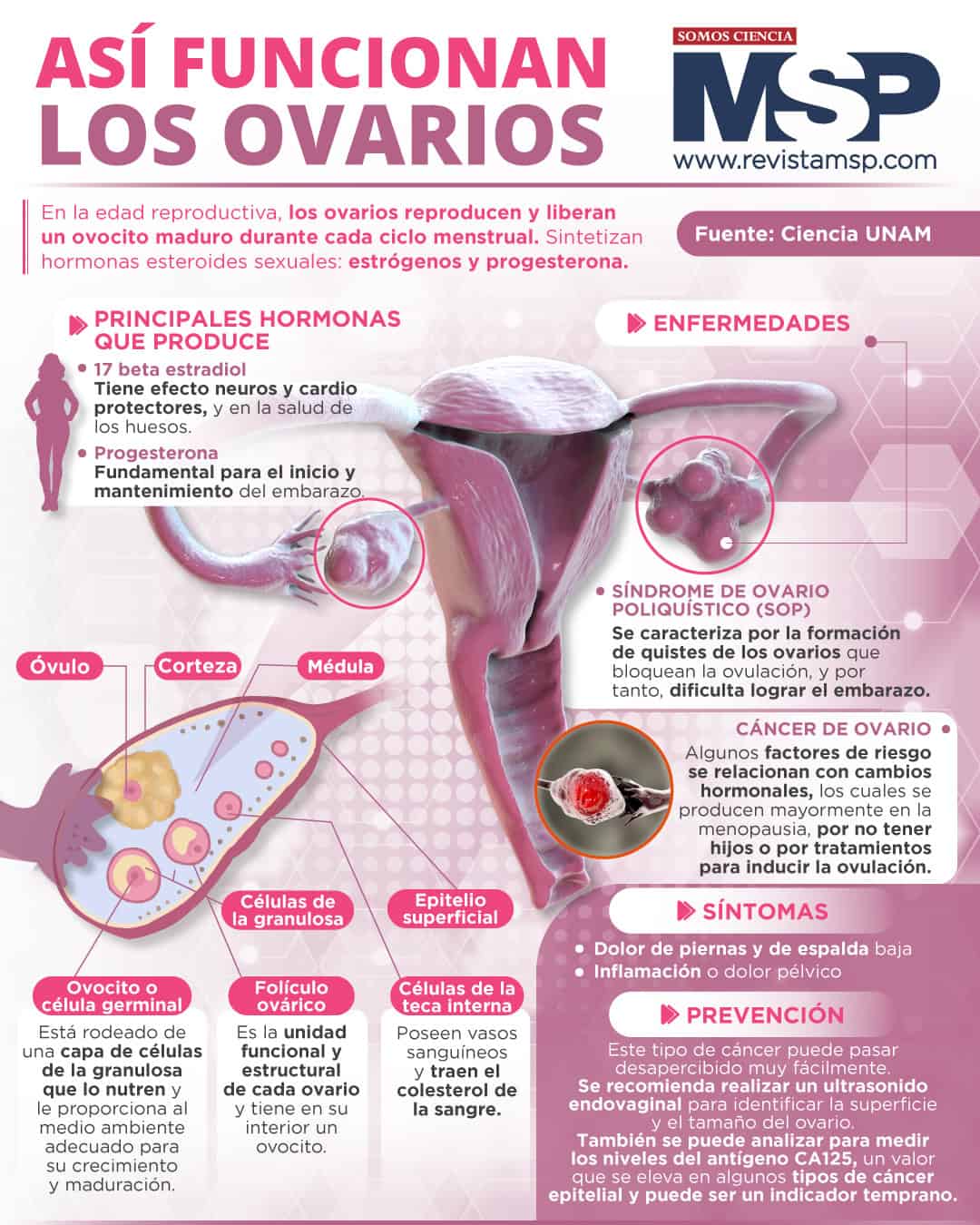 Así funcionan los ovarios