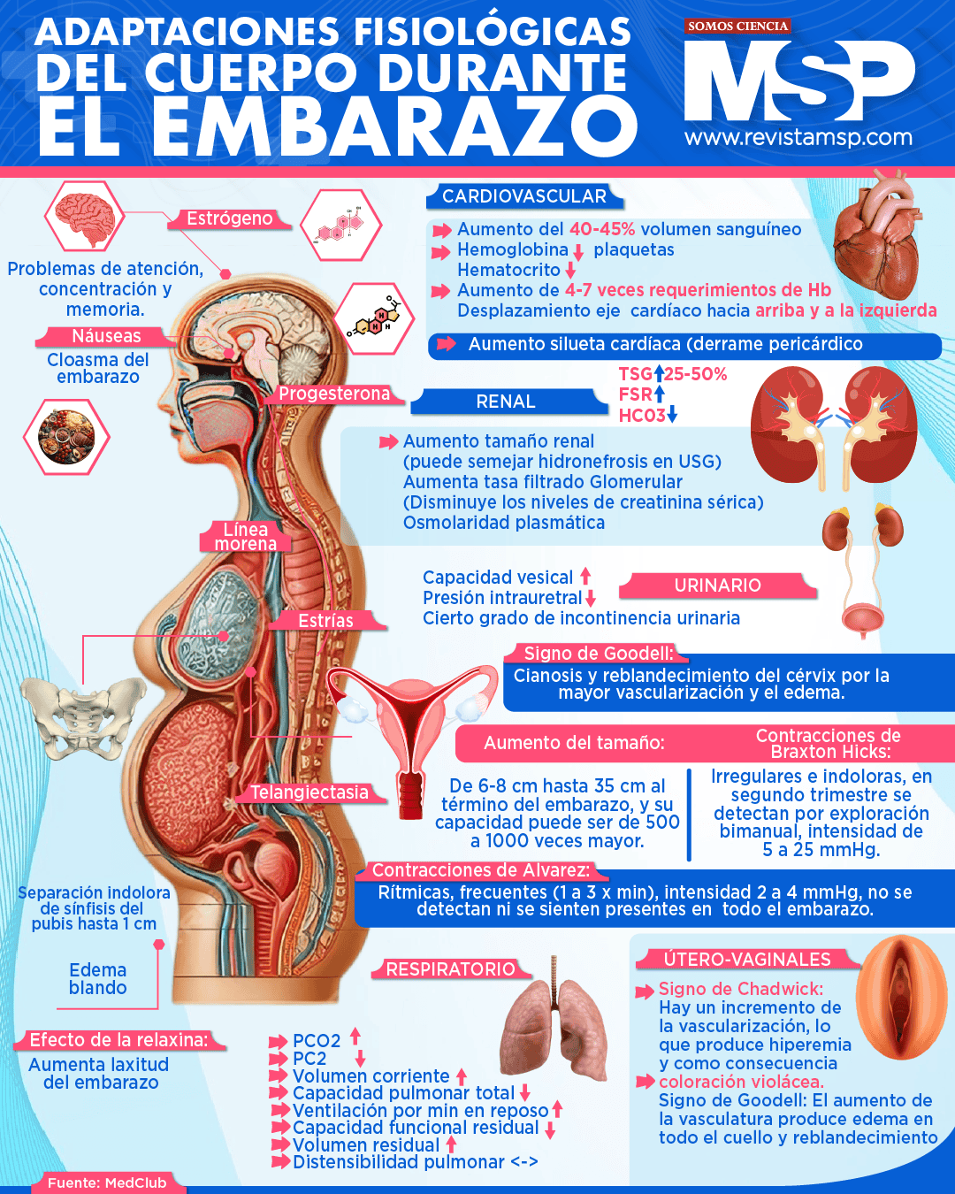 ADAPTACIONES DEL CUERPO DURANTE EL EMBARAZO
