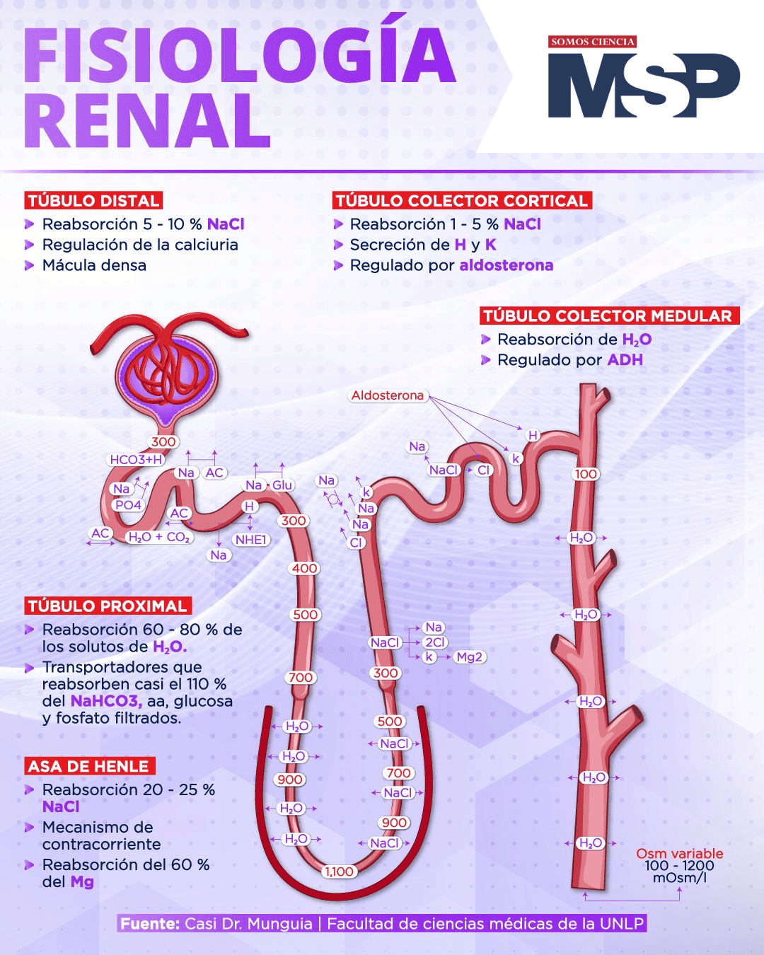 FISIOLOGÍA RENAL